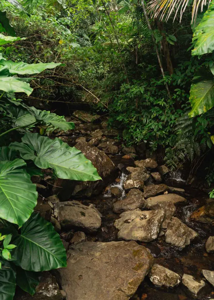 The Perfect One Day El Yunque Itinerary (With Hidden Gems!)