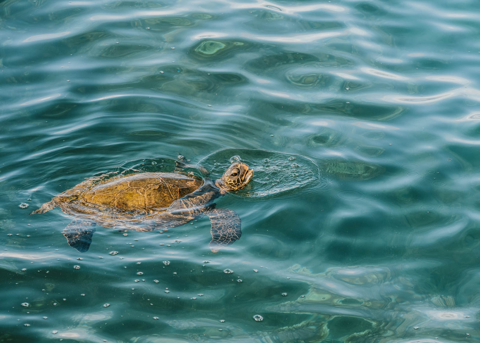 Snorkeling with Sea Turtles at Maui's TURTLE TOWN (2025)